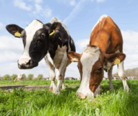 Agrocares Nutrient Scanner – FarmB