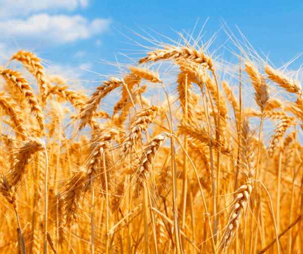 Agrocares Nutrient Scanner – FarmB