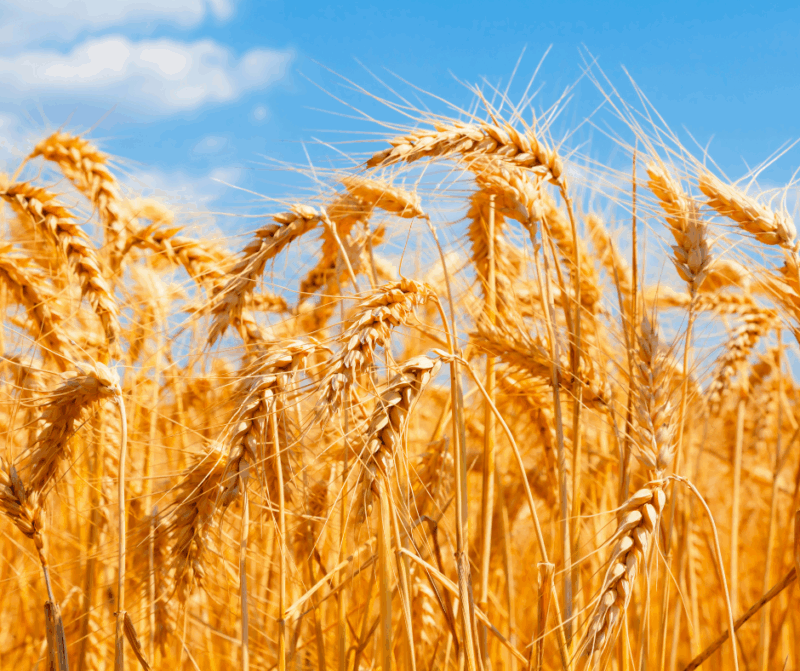 Agrocares Nutrient Scanner – FarmB